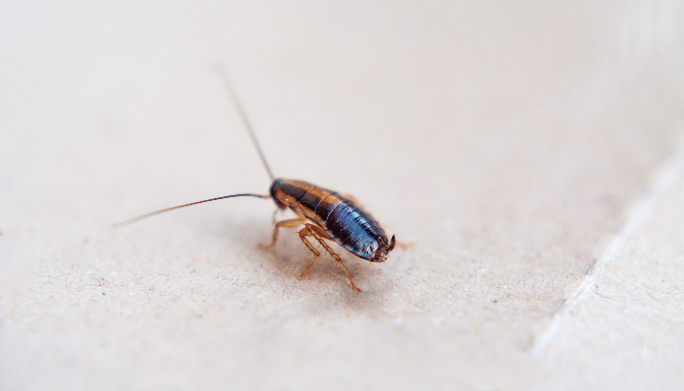 Insectes nuisibles dans la maison - infomaison