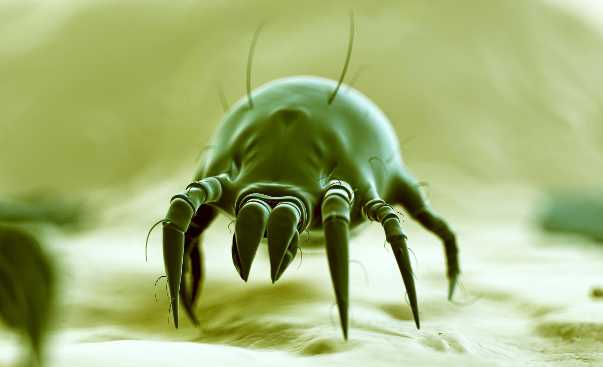 Ungeziefer im Haus: Insekten zu Hause bekämpfen