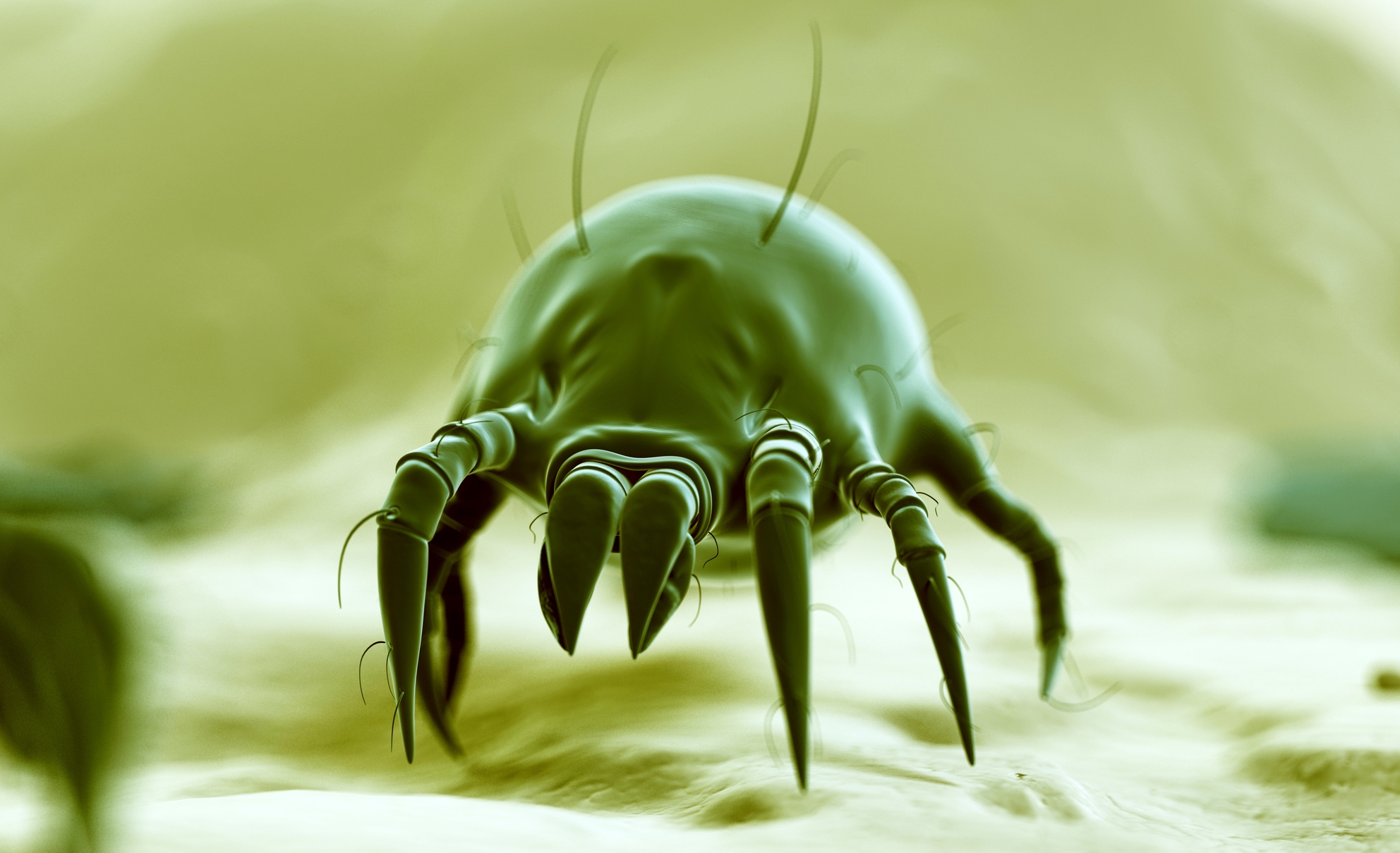 Milben bekämpfen: 5 Tipps gegen Milben im Haus